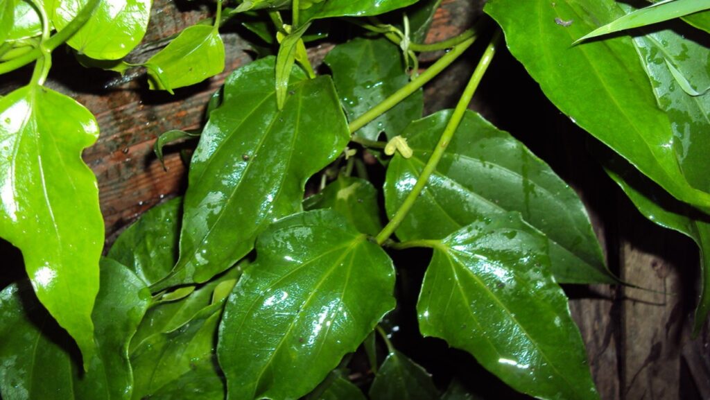 Guaco - Céu Nossa Senhora da Conceição